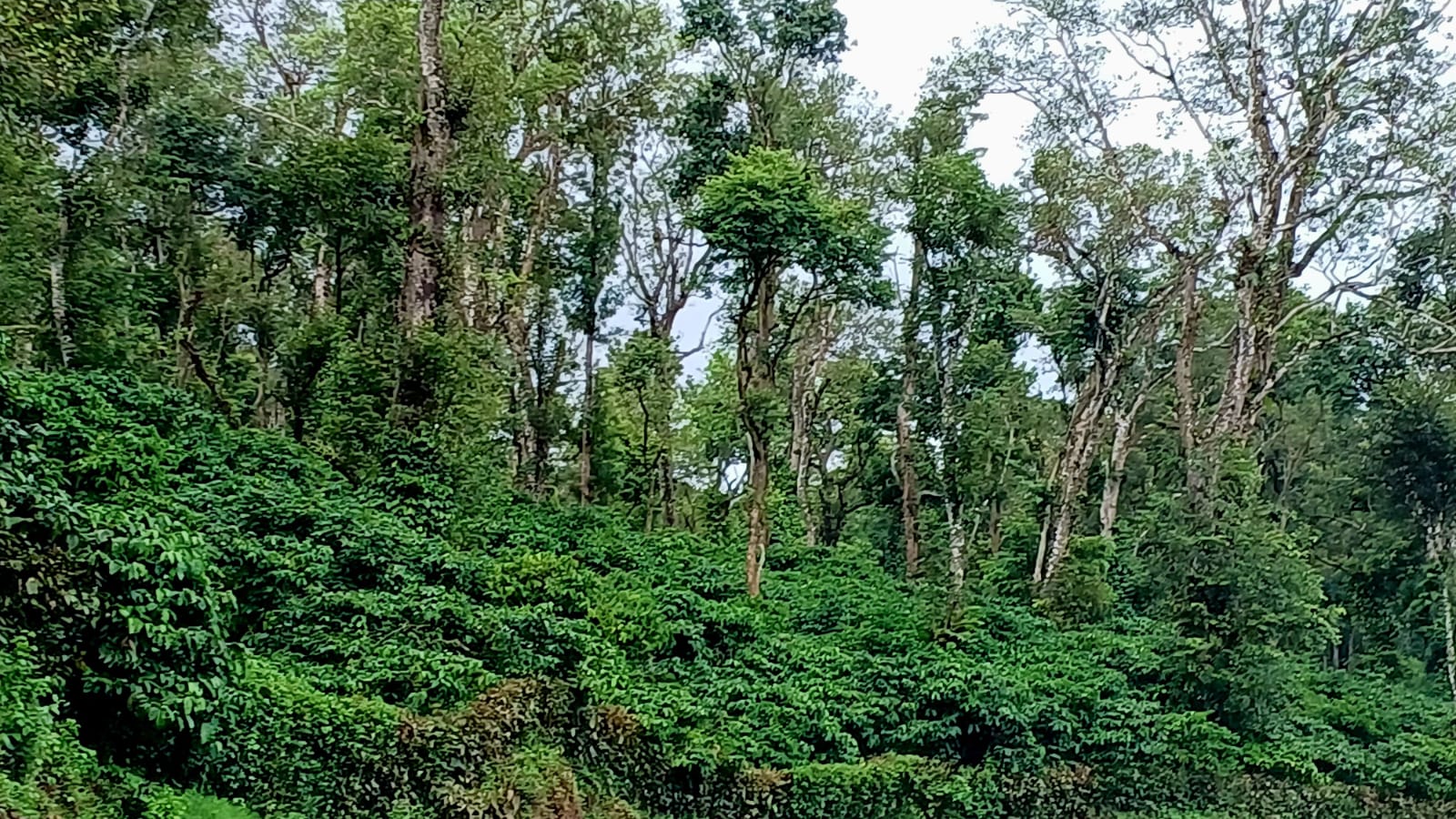 1 Acre 75 cents of Coffee Estate with clear legal titles for sale in ...