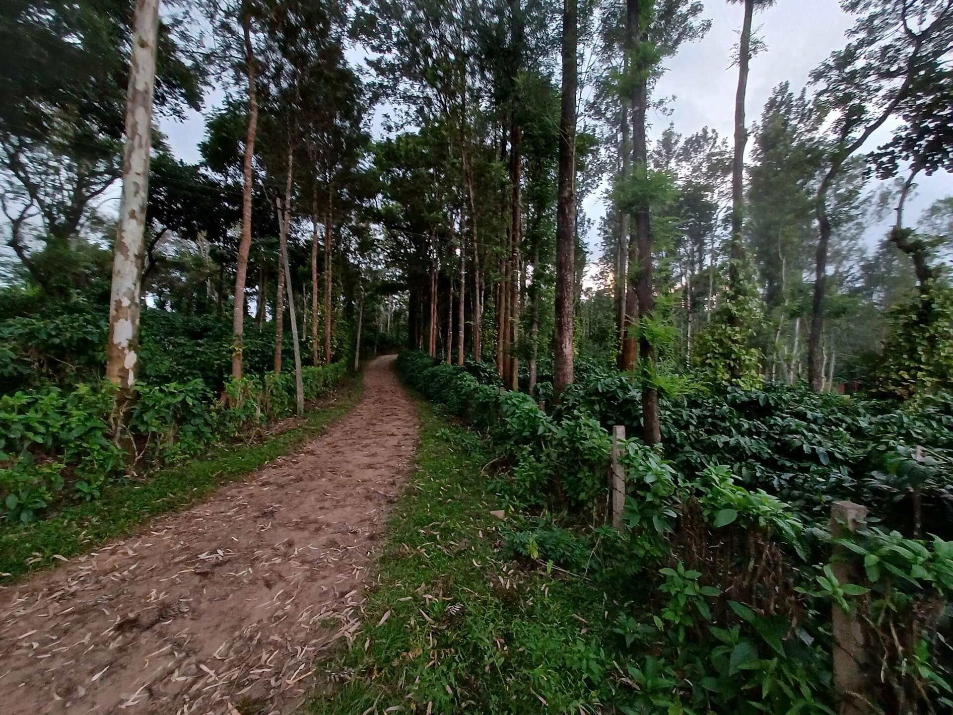 Coorg Properties - Bohemian Realtors